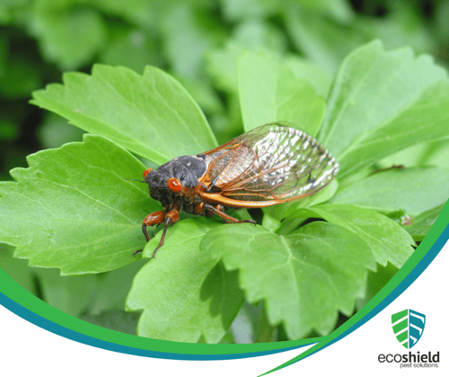 What Bugs Make a Loud Noise Outside in the Summer?